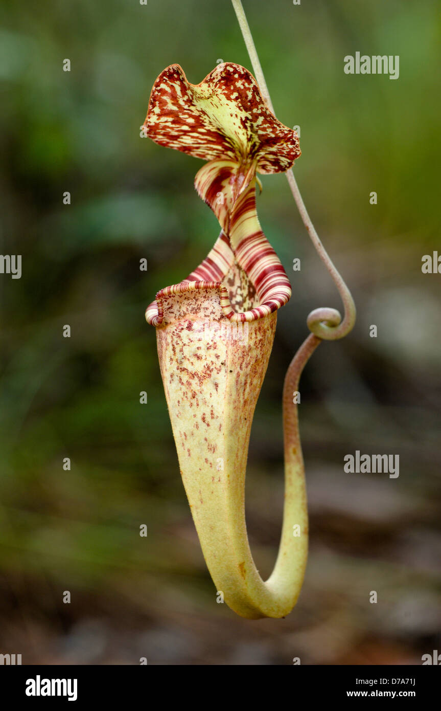 Upper aerial pitcher Pitcher plant Nepenthes rafflesiana growing in ...