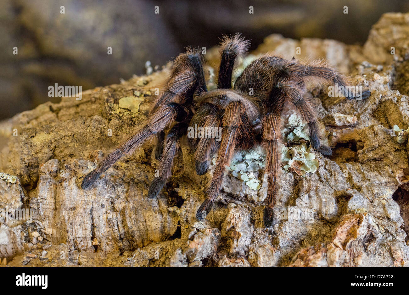 Close-up of a Desert Blonde Tarantula (Aphonopelma chalcodes showing ...