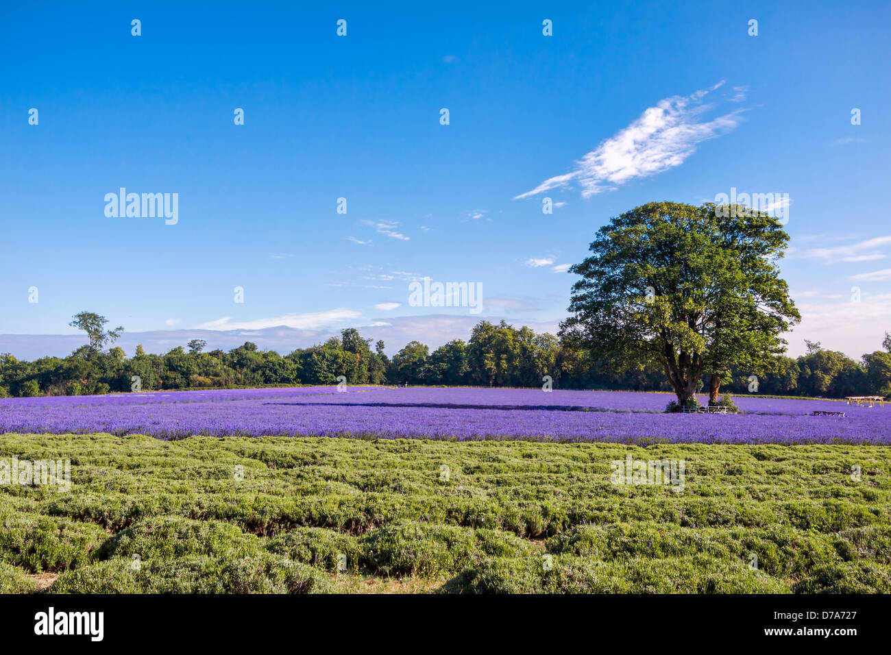 Lavender field in Banstead Surrey Stock Photo - Alamy