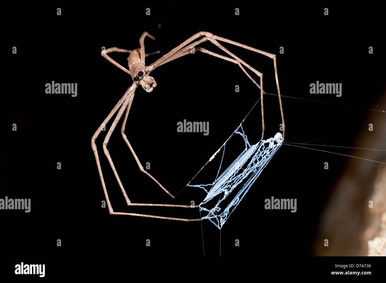 Ogre-Faced spider Deinopis subrufa net active at night Masoala National ...