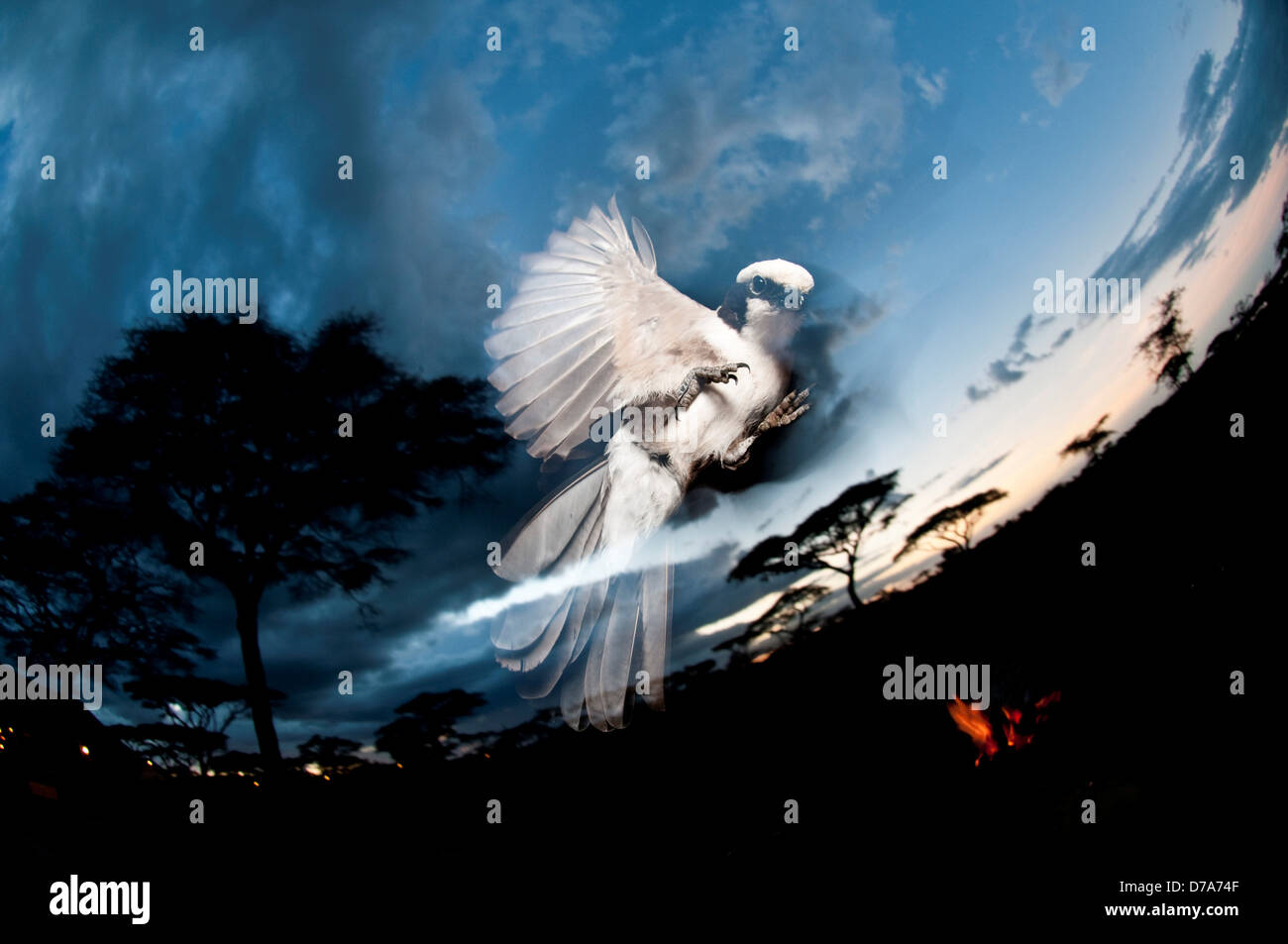 Northern White-Crowned shrike Eurocephalus rueppelli feeding on popcorn ...