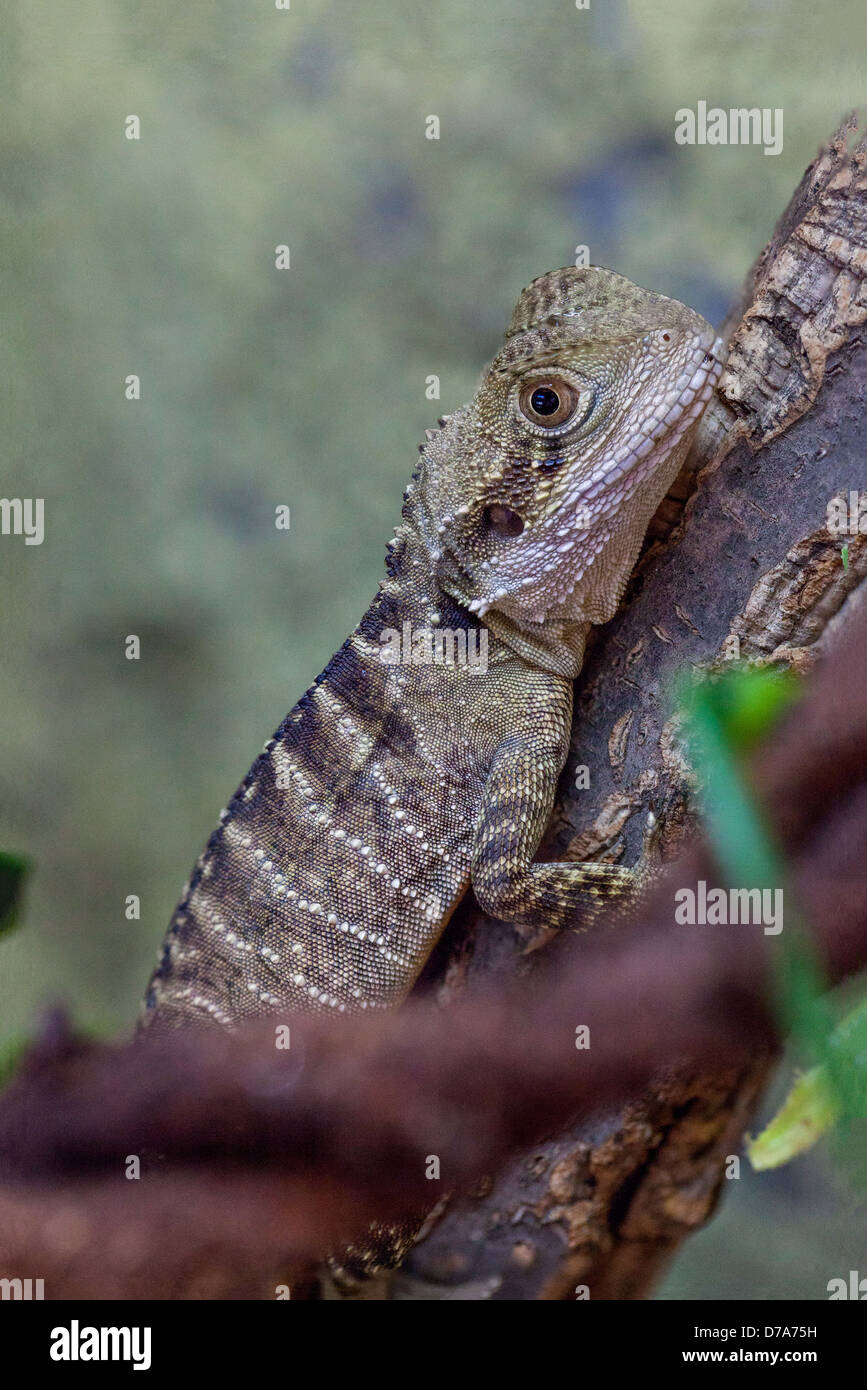 Chuckwalla lizard sauromalus hi-res stock photography and images - Alamy