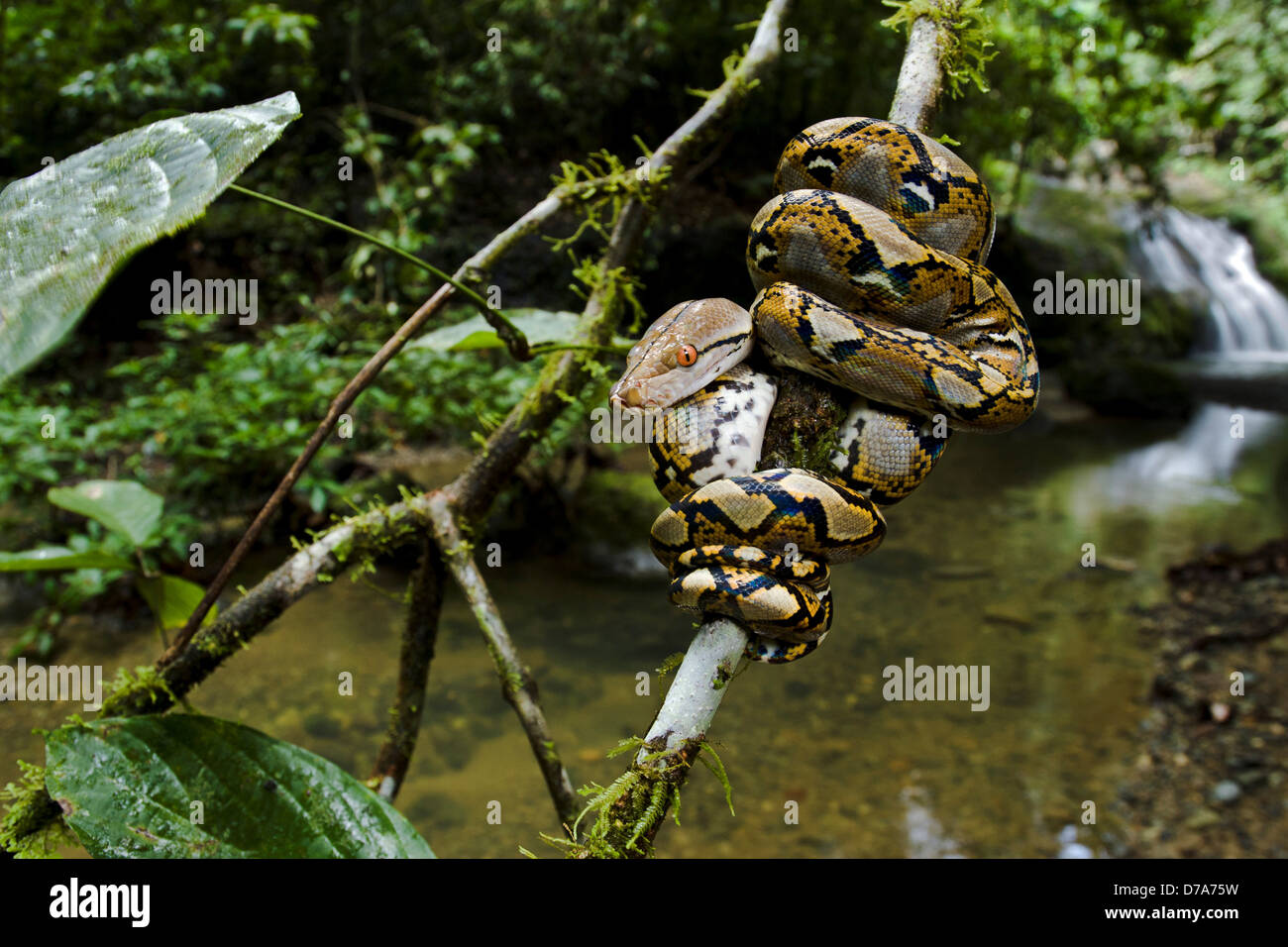 Close up juvenile reticulated python Python reticulatus resting on ...