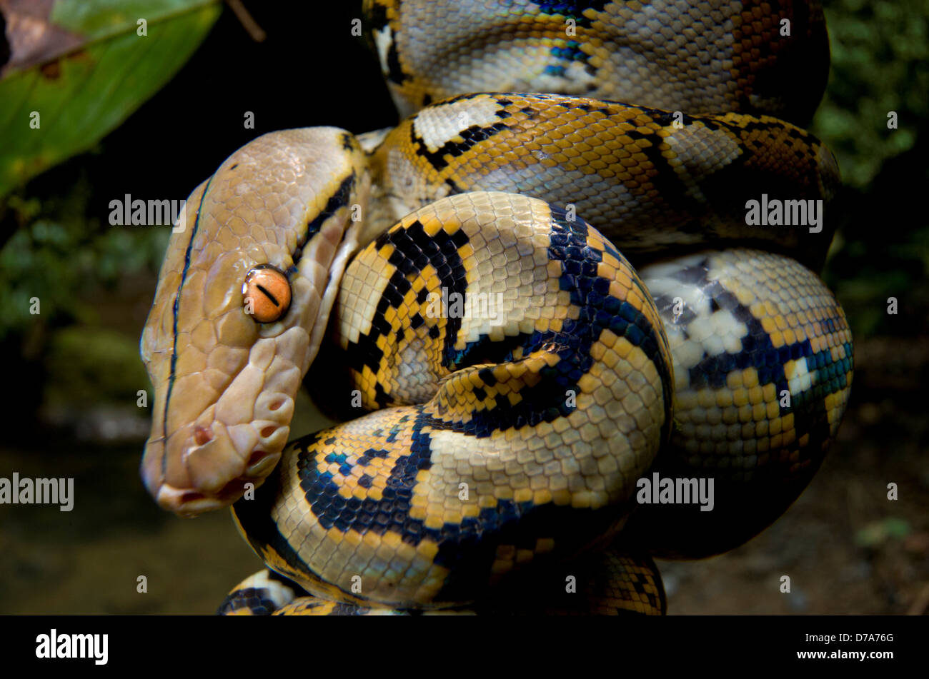 Close-up juvenile reticulated python Python reticulatus resting on ...