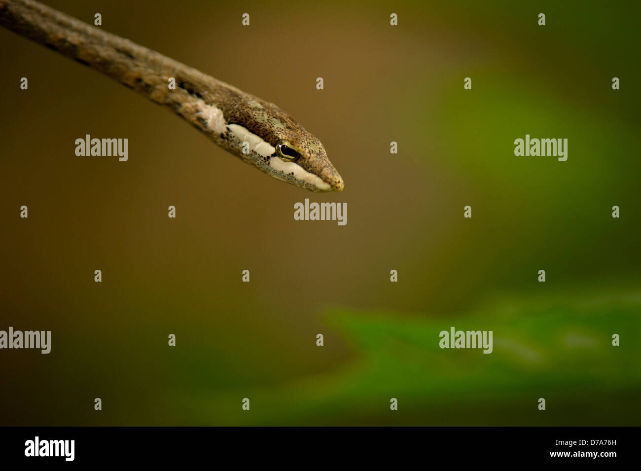 Close-up Twig snake Thelotornis capensis Lake Manyara National Park ...