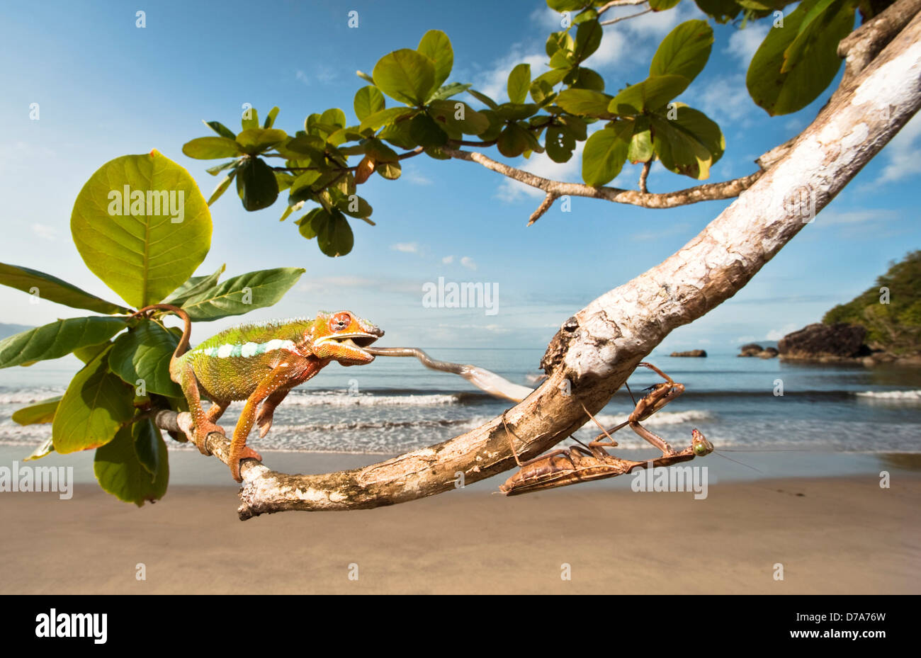 Male Panther chameleon Furcifer pardalis eating Praying mantis Mantis ...
