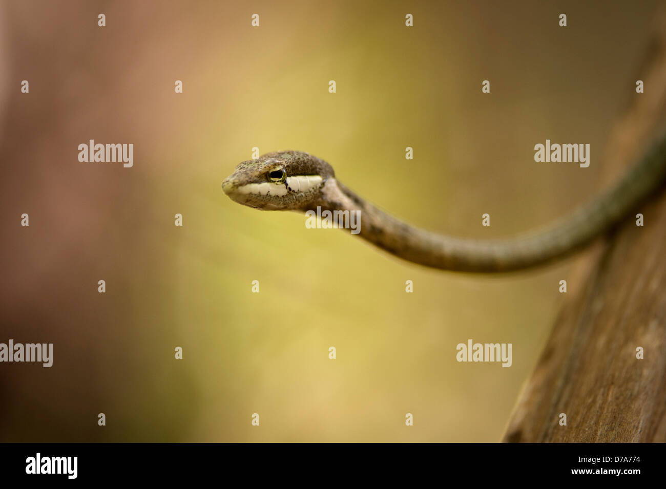 Savanna vine snake hi-res stock photography and images - Alamy