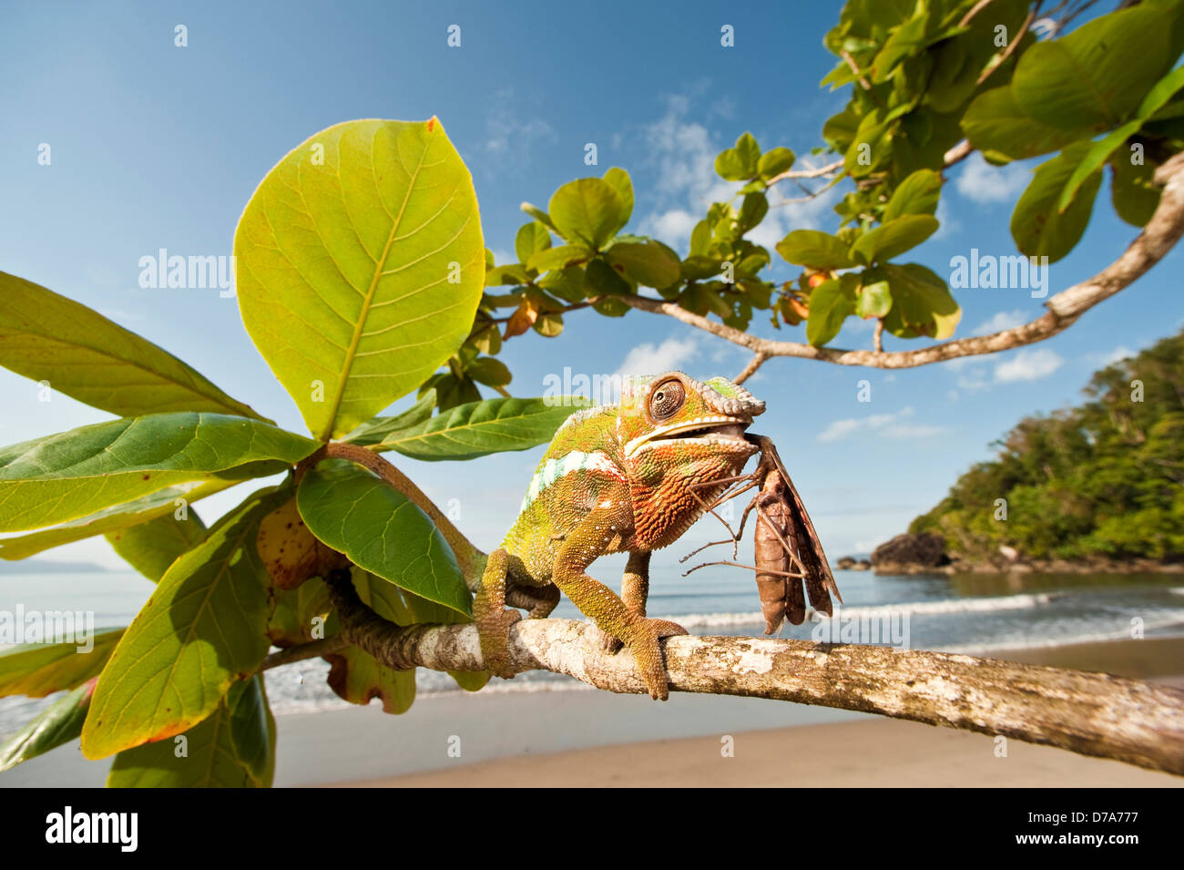 Male Panther chameleon Furcifer pardalis eating Praying mantis Mantis ...