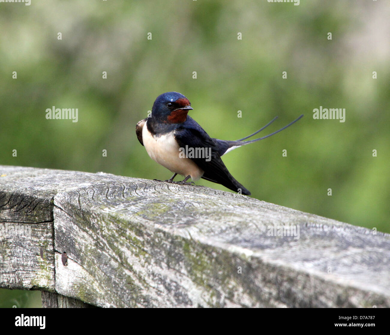 Detailed close up of a Barn swallow (Hirundo rustica) posing Stock ...