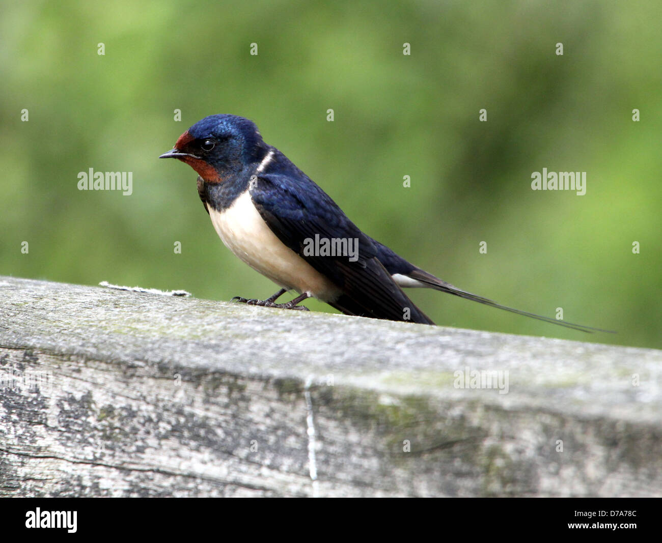Detailed close up of a Barn swallow (Hirundo rustica) posing Stock ...