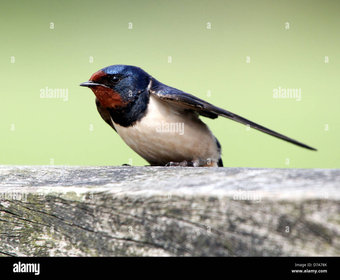 Detailed close up of a Barn swallow (Hirundo rustica) posing Stock ...