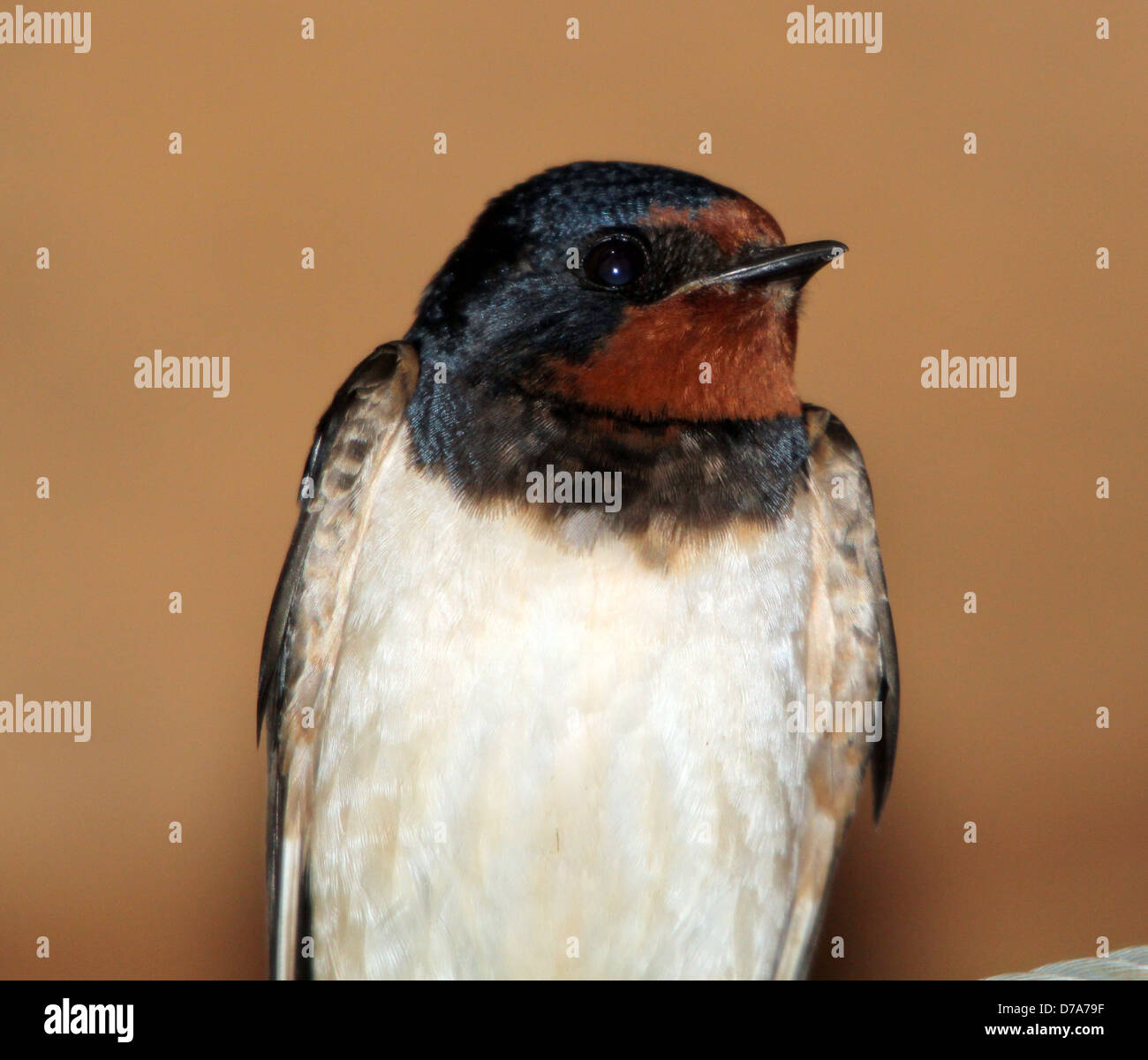 Detailed close up of a Barn swallow (Hirundo rustica) posing Stock ...