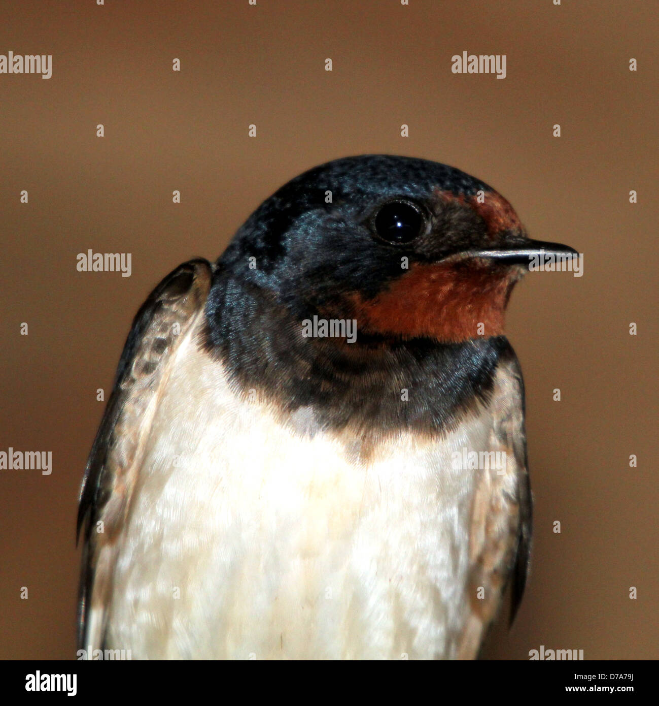 Female barn swallow hi-res stock photography and images - Alamy