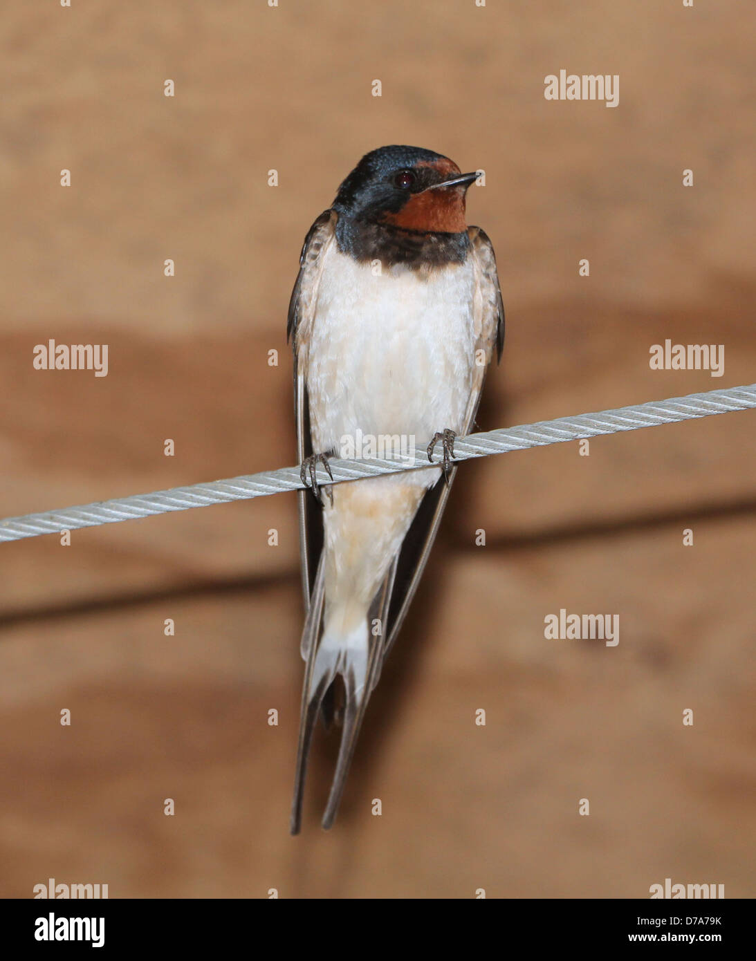 Female barn swallow hi-res stock photography and images - Alamy