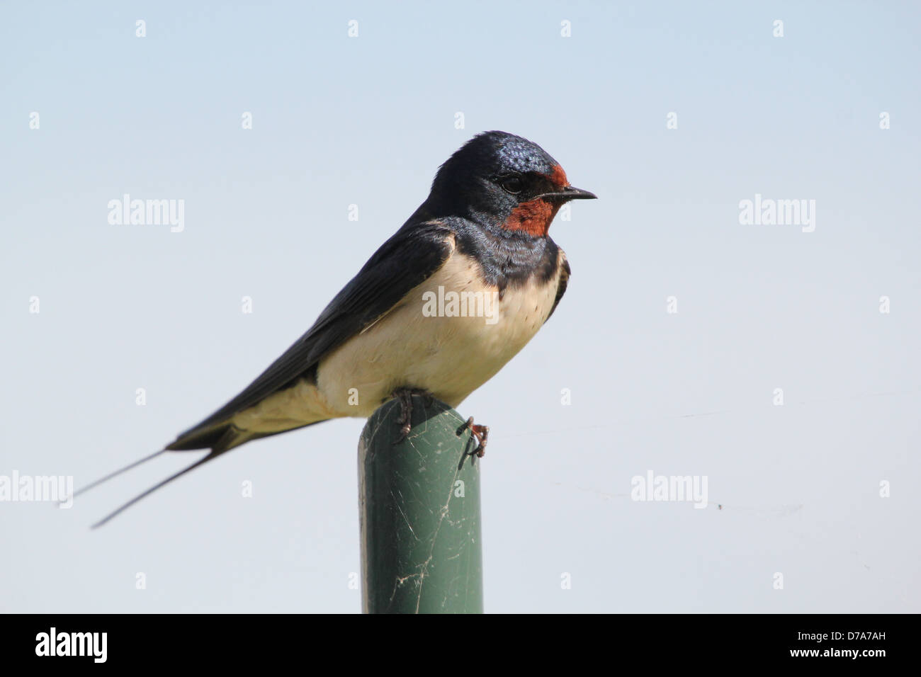 Detailed close up of a Barn swallow (Hirundo rustica) posing Stock ...