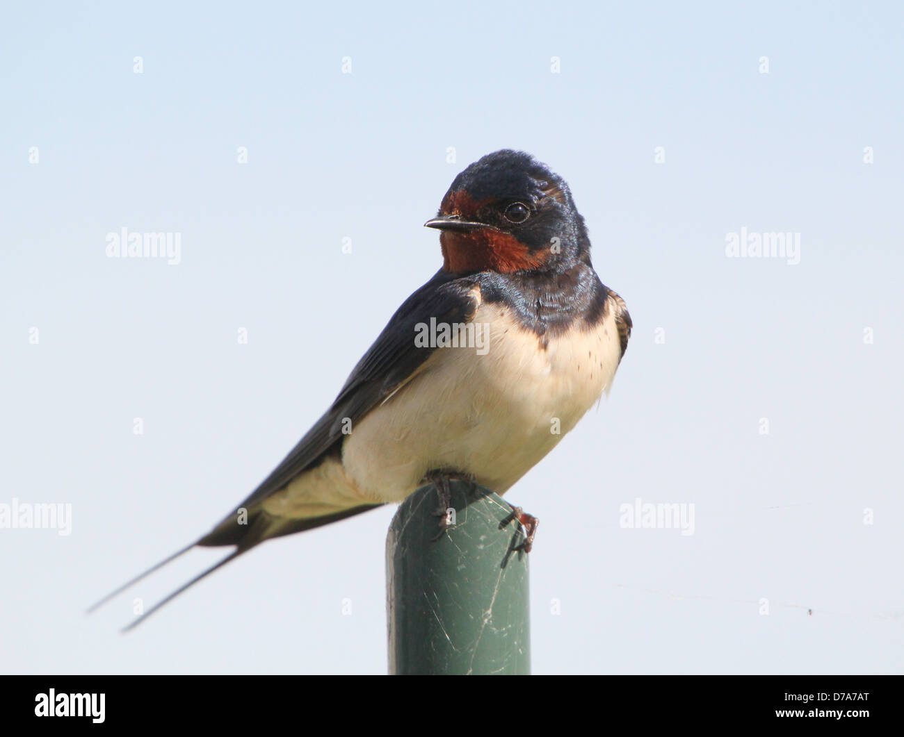 Eurasian swallow hi-res stock photography and images - Alamy