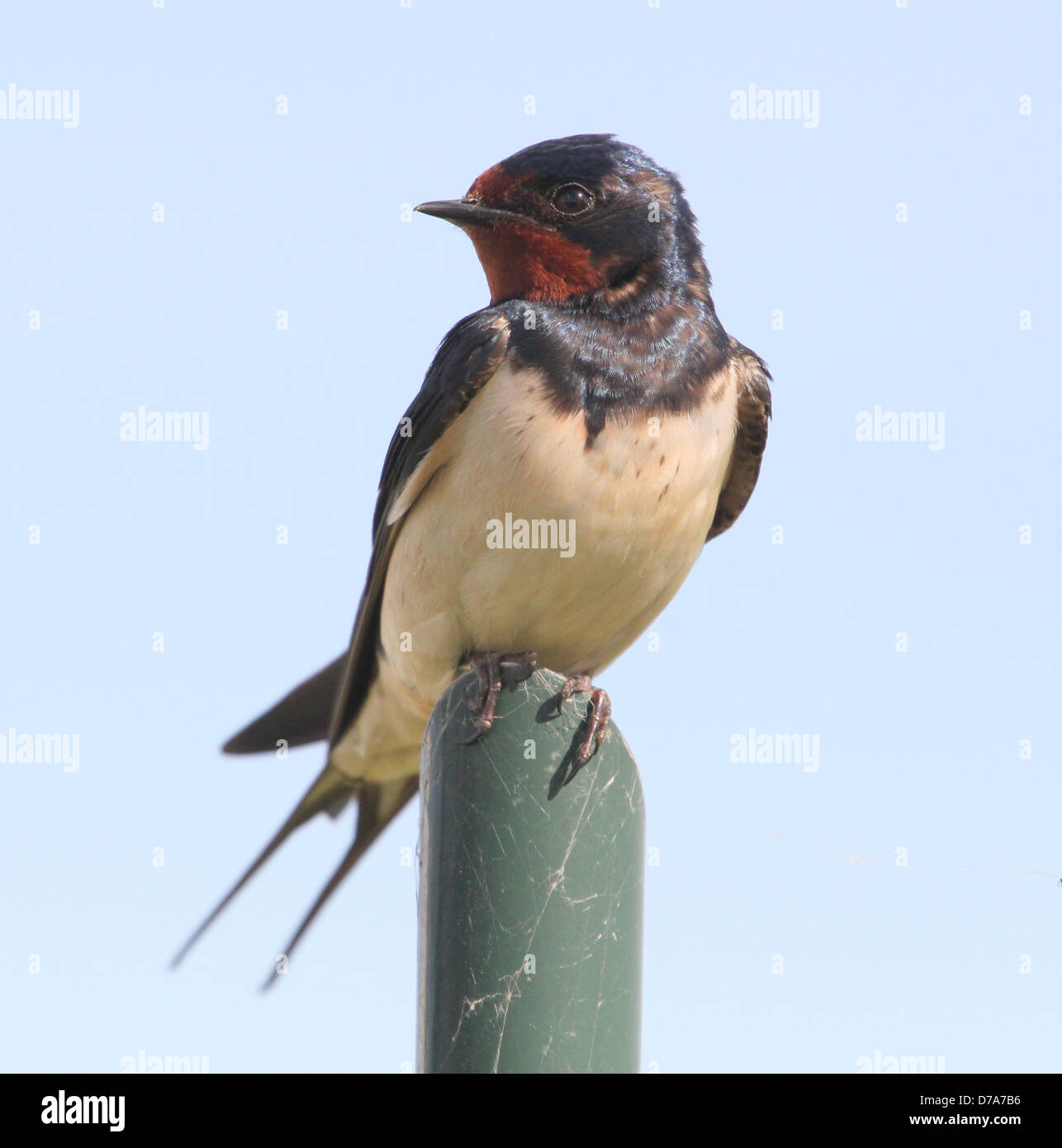 Detailed close up of a Barn swallow (Hirundo rustica) posing Stock ...
