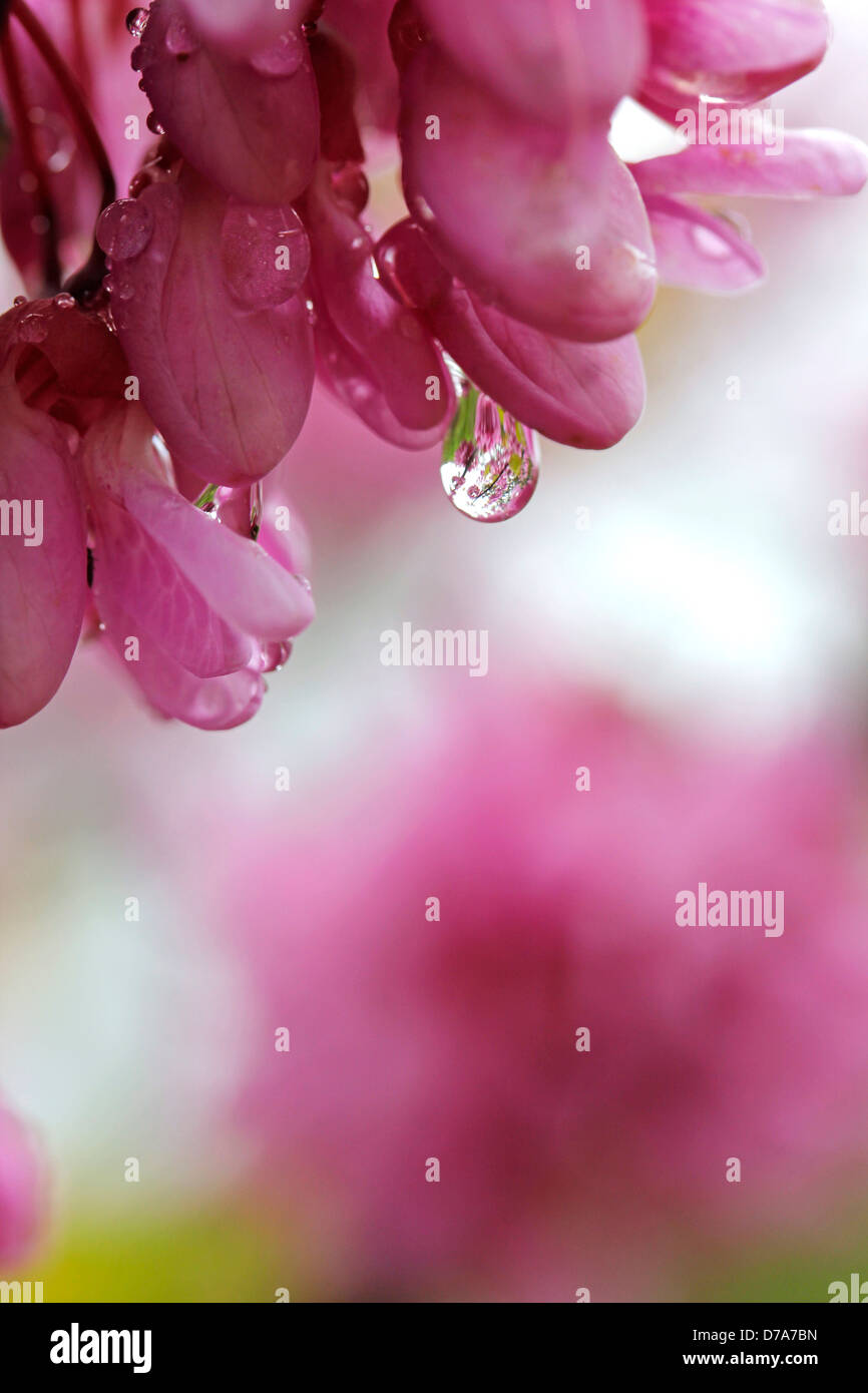 Droplets in pink flower Stock Photo - Alamy