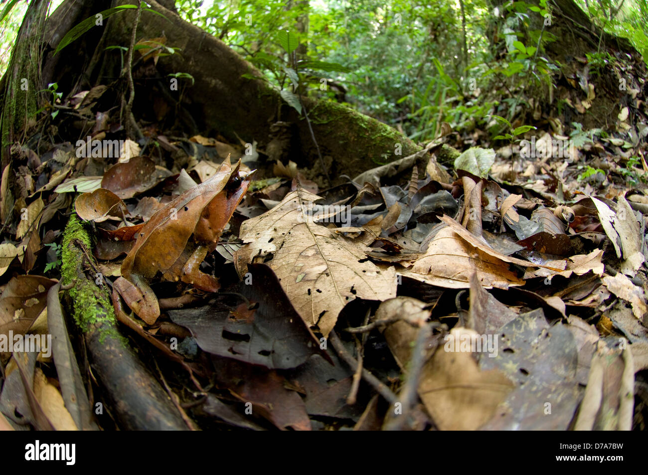 Long-Nosed Horned frog Megophrys nasuta amongst leaf litter in forest ...