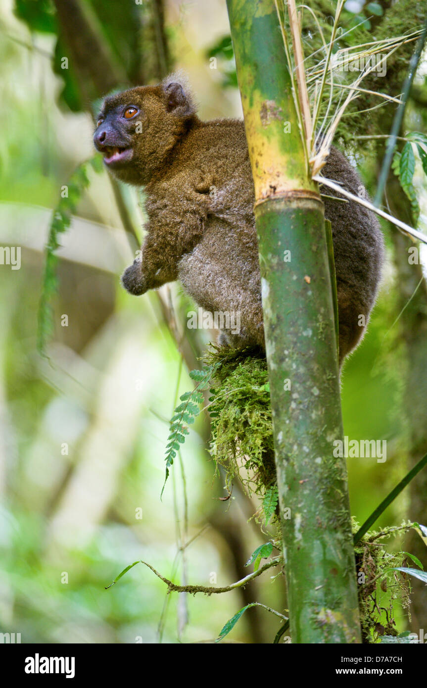Greater Bamboo lemur Prolemur simus feeding in giant bamboo Ranomafana ...