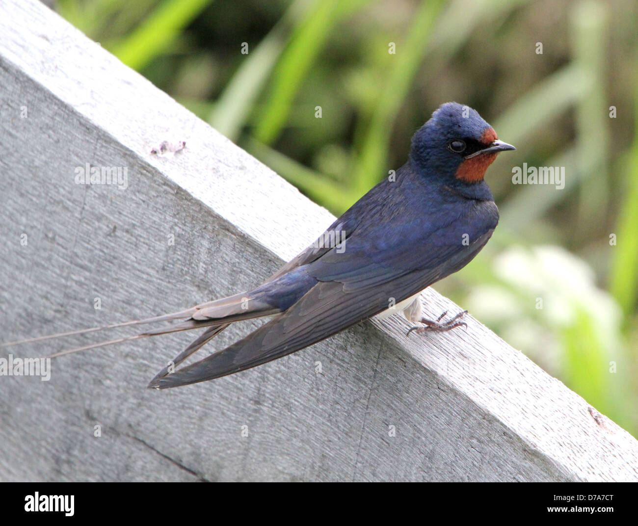 Detailed close up of a Barn swallow (Hirundo rustica) posing Stock ...