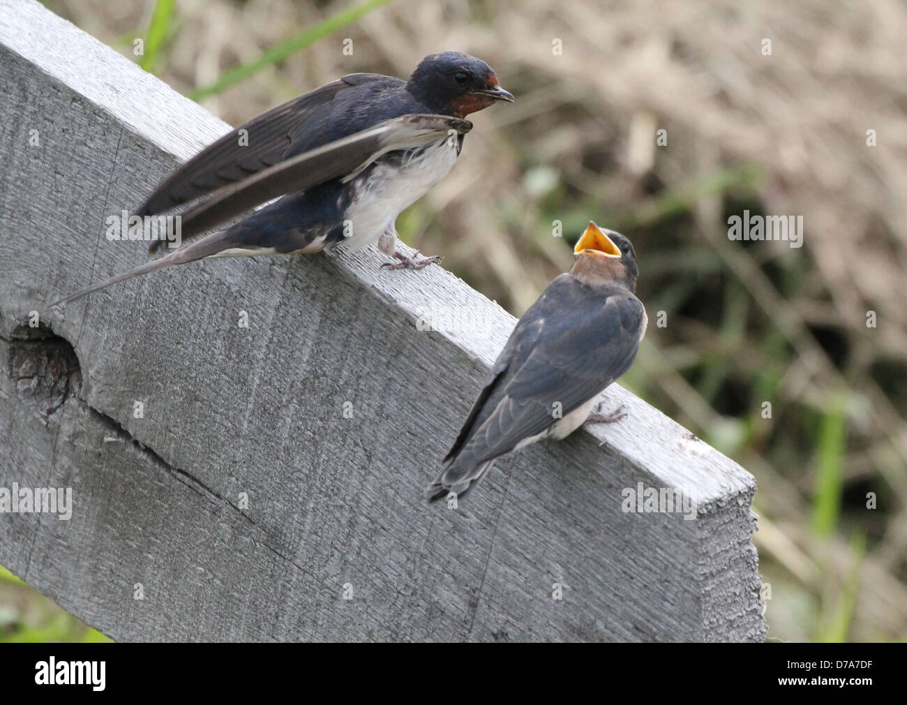 Juvenile barn swallow close up hi-res stock photography and images - Alamy