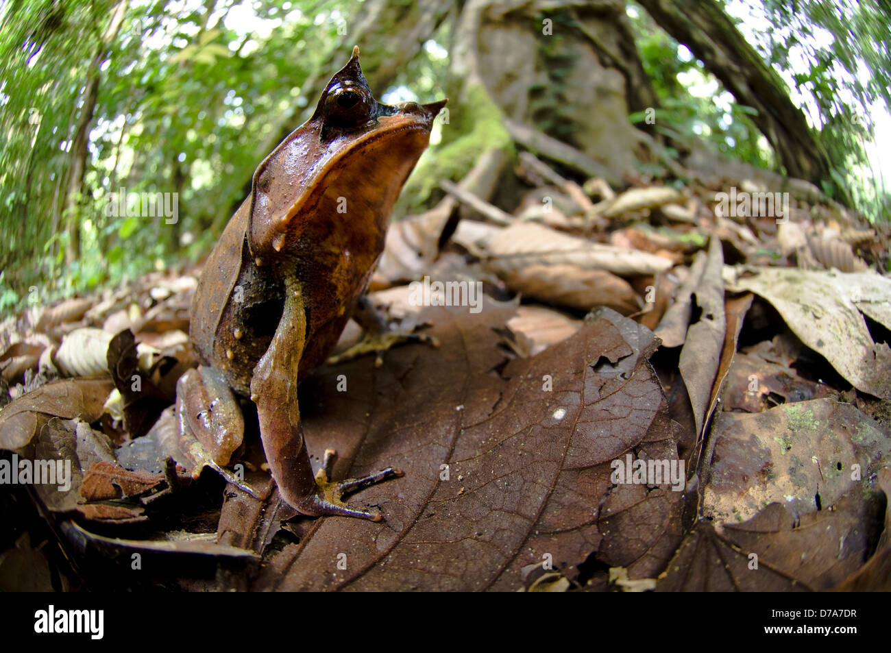 Long-Nosed Horned frog Megophrys nasuta amongst leaf litter in forest ...