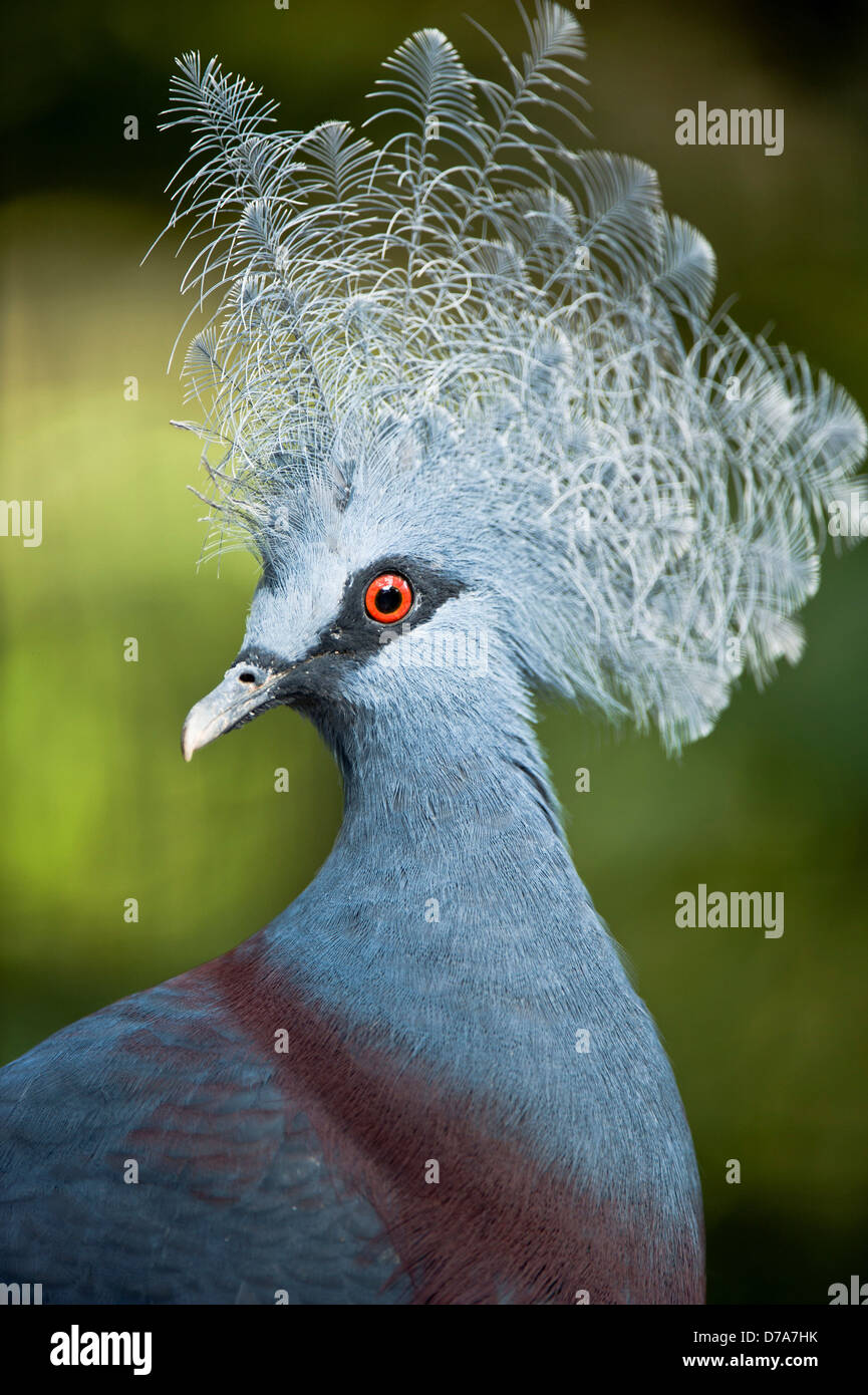 Close-up Southern Crowned pigeon Goura scheepmakeri Jurong Bird Park ...
