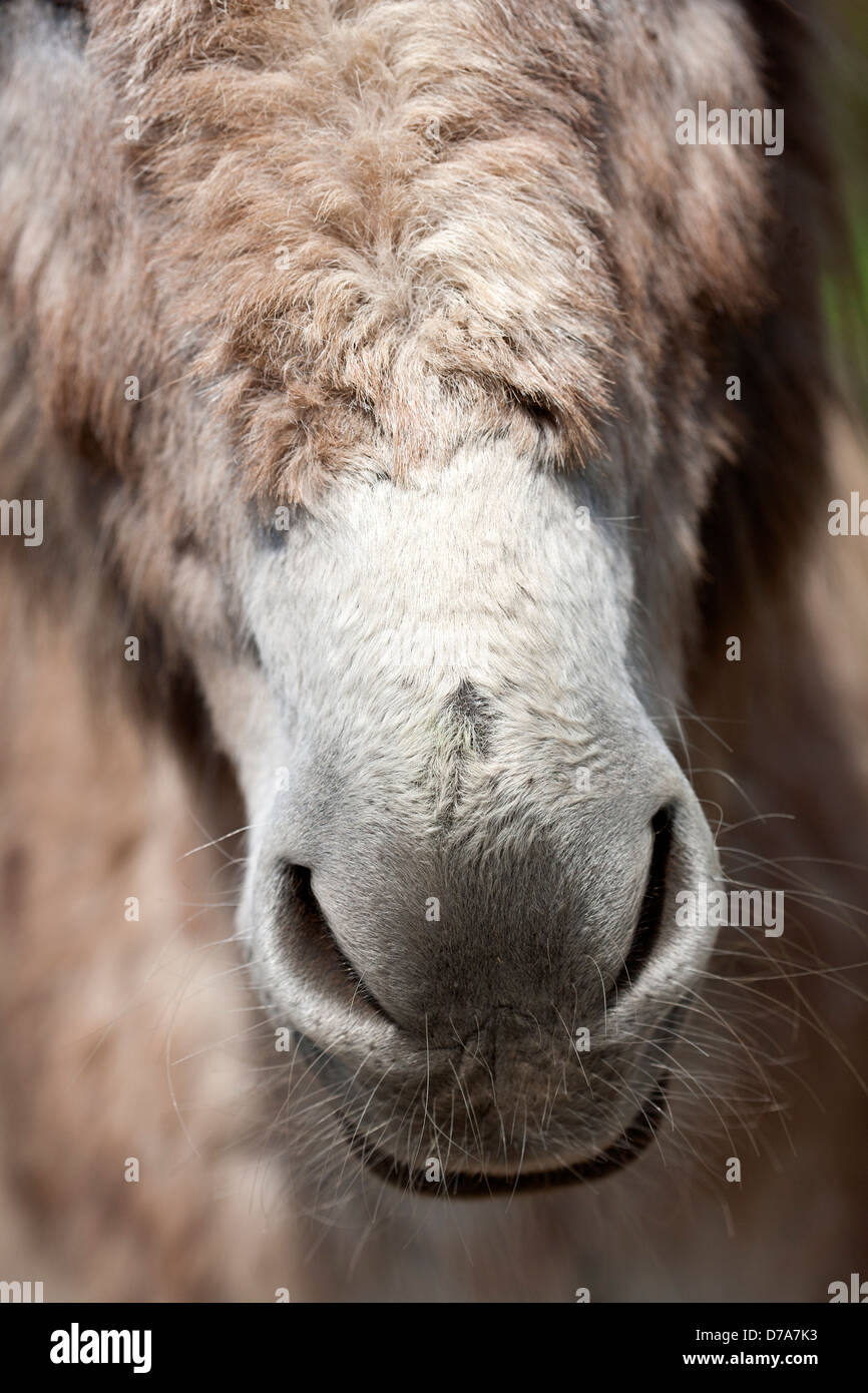 Donkey nose hi-res stock photography and images - Alamy
