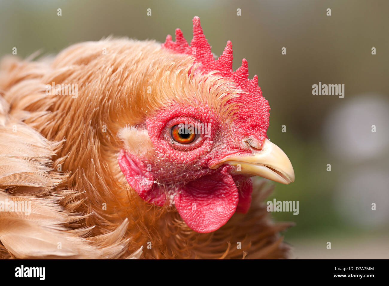 Chicken head hi-res stock photography and images - Alamy