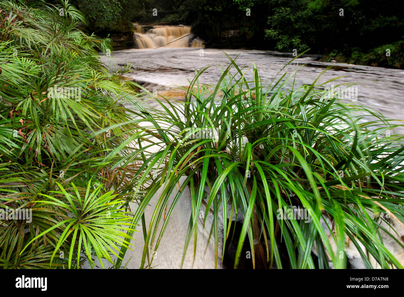 Clumps riverine fern Dipteris lobbiana growing in tributary Maliau ...