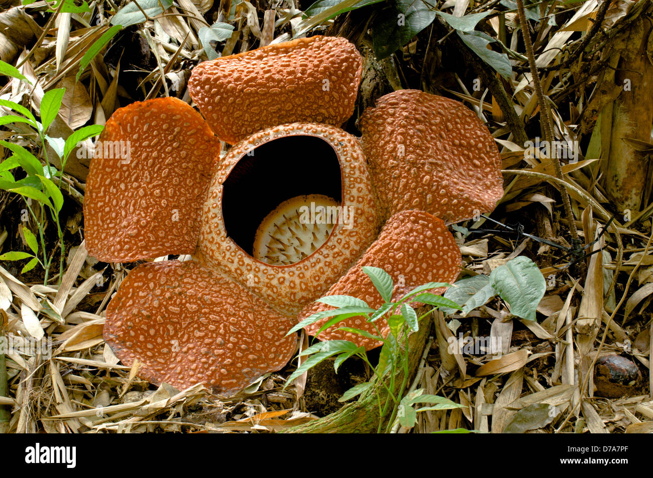 Giant bloom Rafflesia Rafflesia keithii on forest floor Mt Kinabalu ...