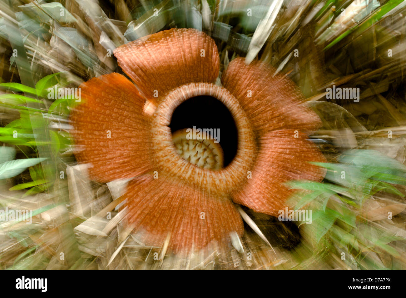Giant bloom Rafflesia Rafflesia keithii on forest floor Mt Kinabalu ...