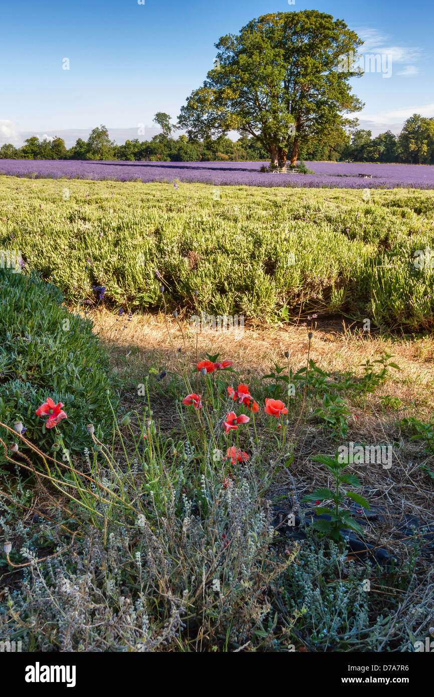 Lavender and poppies hi-res stock photography and images - Alamy