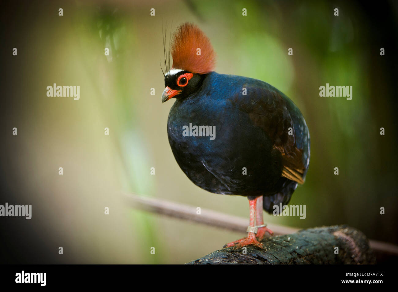 Close-up male Crested Wood partridge Rollulus rouloul Ginseng Camp ...