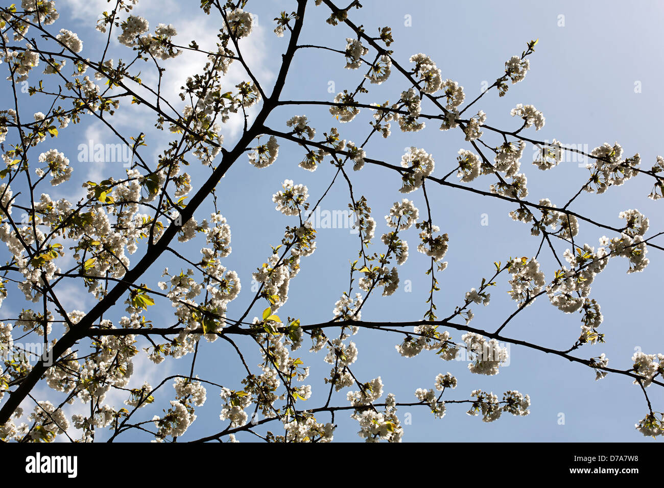 Cherry tree prunus sp hi-res stock photography and images - Alamy