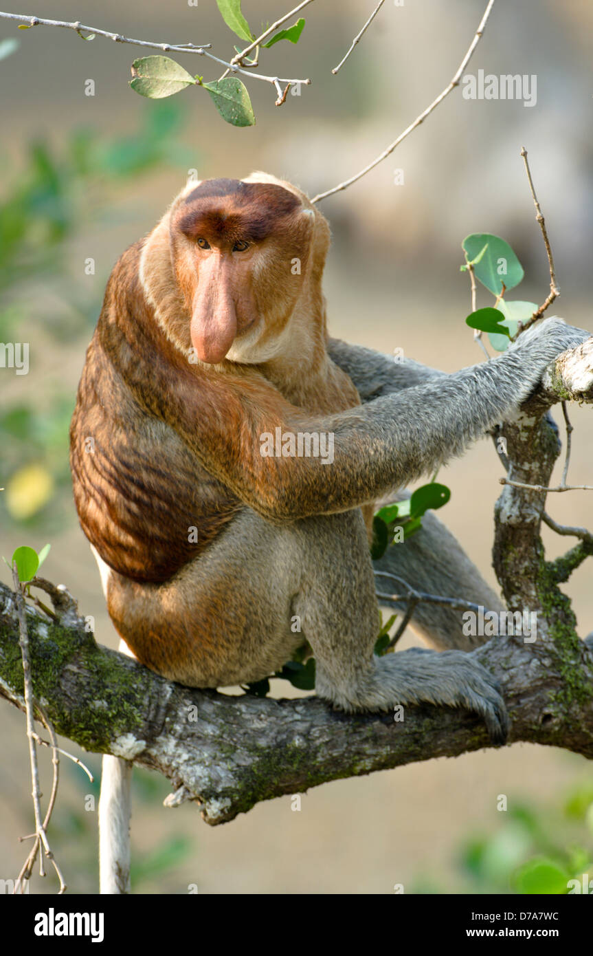 Adult male Proboscis monkey Nasalis larvatus sitting on tree Bako ...