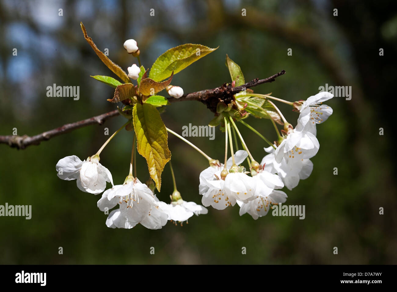 Cherry tree prunus sp hi-res stock photography and images - Alamy