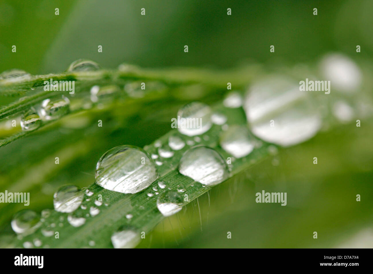 Grass plants on transparent hi-res stock photography and images - Alamy