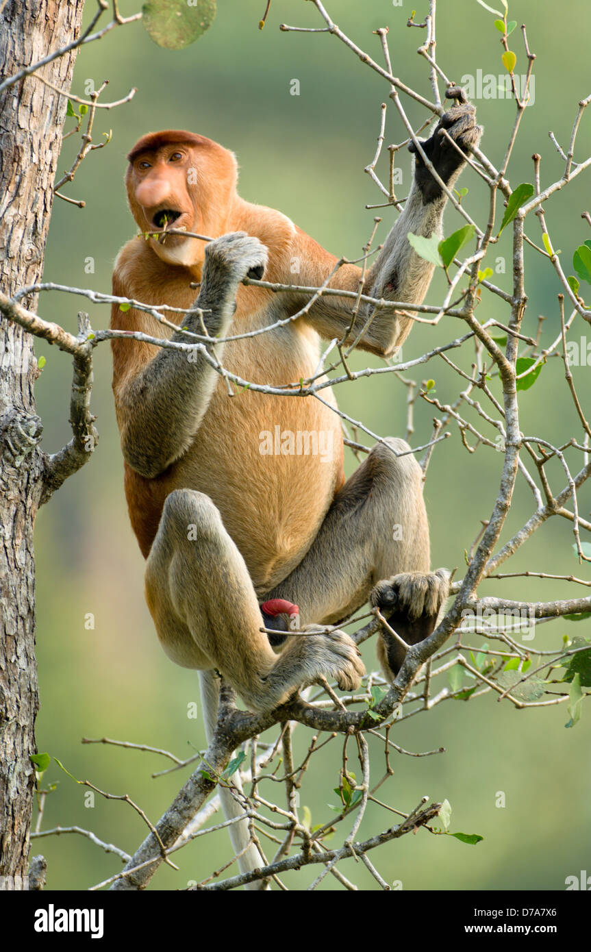 Adult male Proboscis monkey Nasalis larvatus feeding in mangrove forest ...