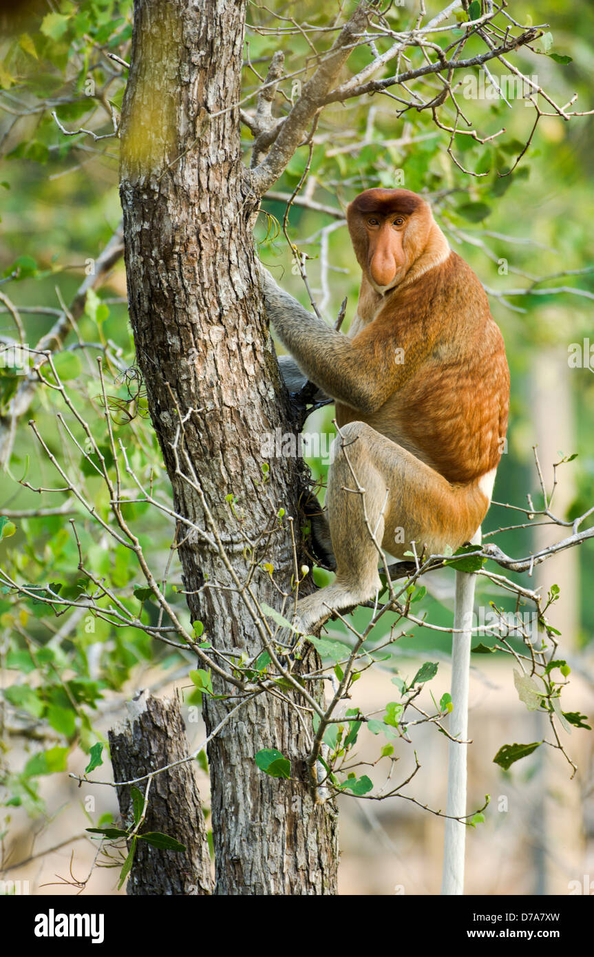 Adult male Proboscis monkey Nasalis larvatus in mangrove forest Bako ...