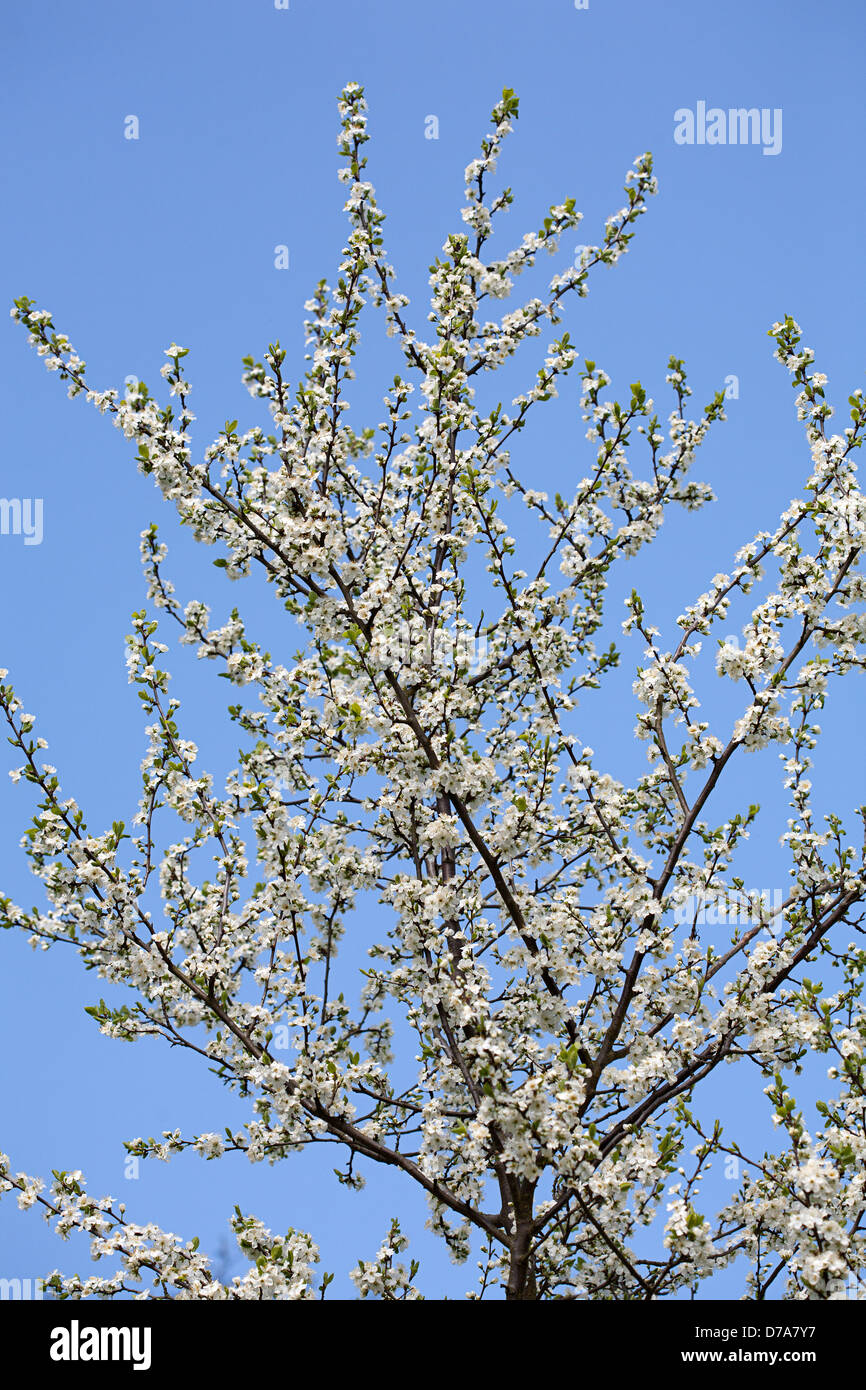 Prunus sp hi-res stock photography and images - Alamy