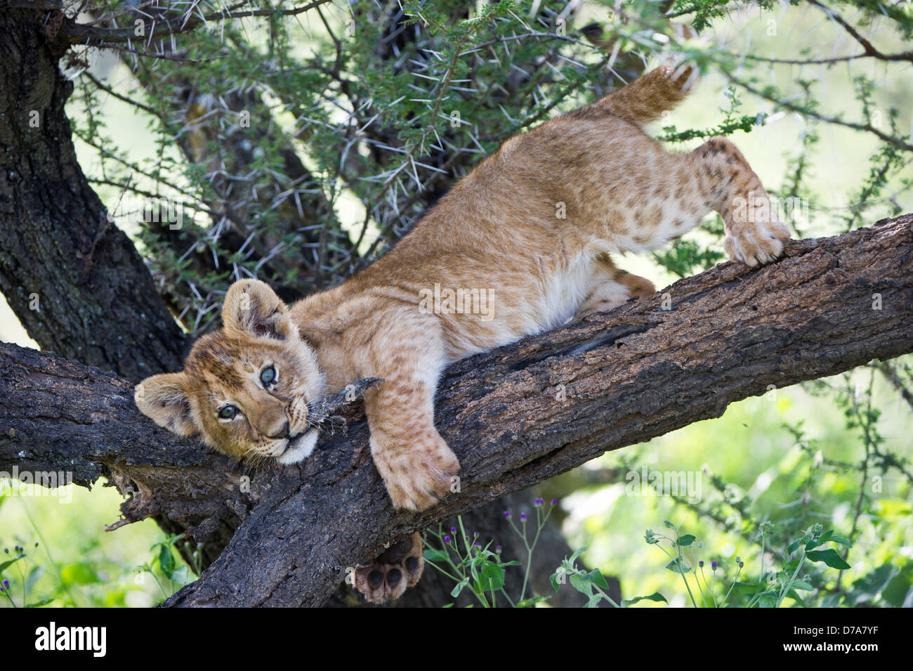 Lion cub Panthera leo climbing on tree Ndutu Ngorongoro Conservation ...