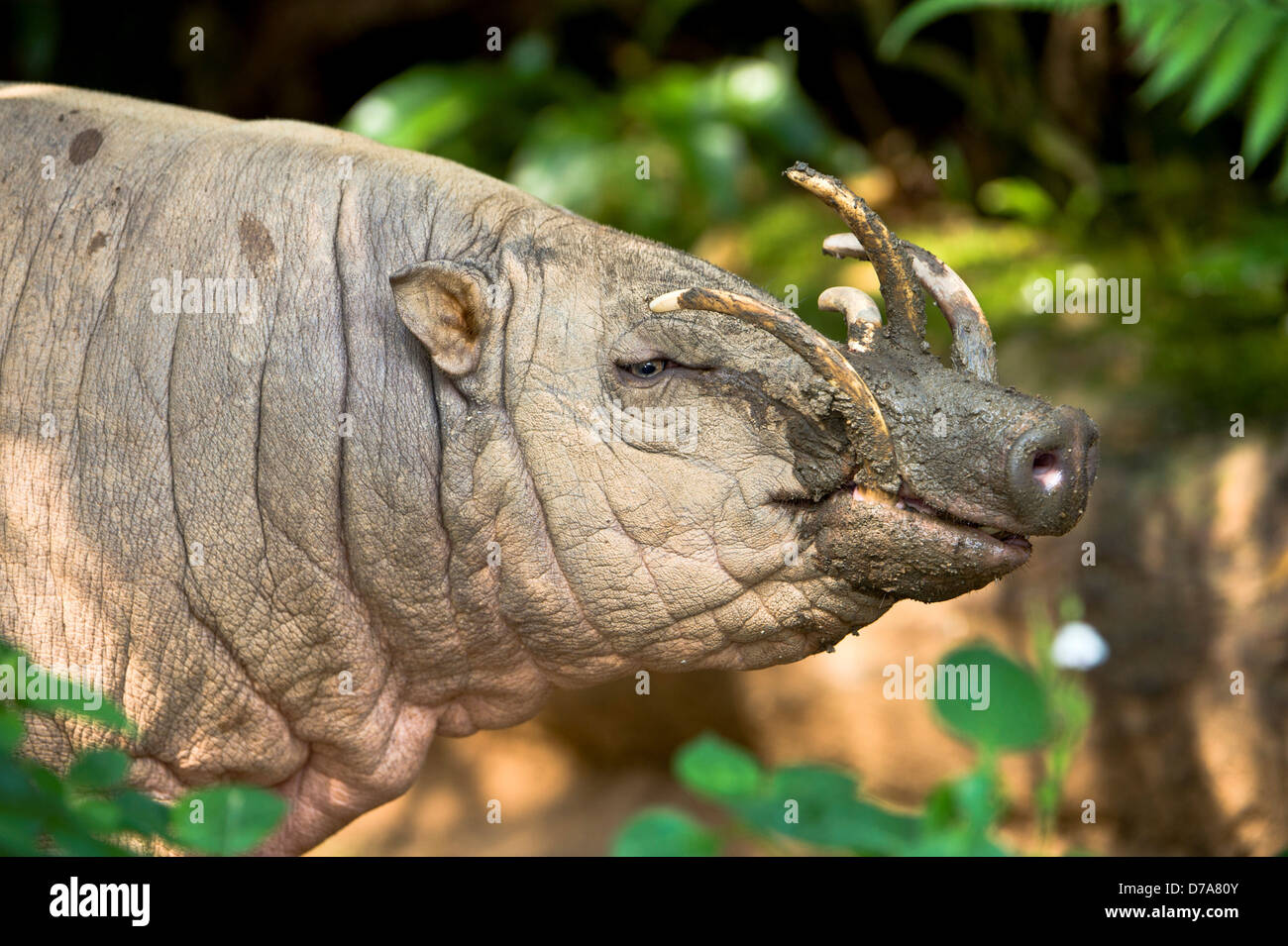 Close-up male Babirusa Babyrousa celebensis Singapore Zoo Singapore ...