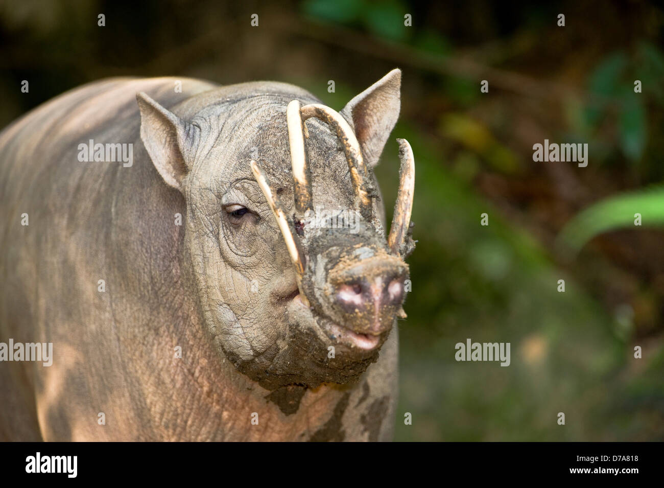 Close-up male Babirusa Babyrousa celebensis Singapore Zoo Singapore ...