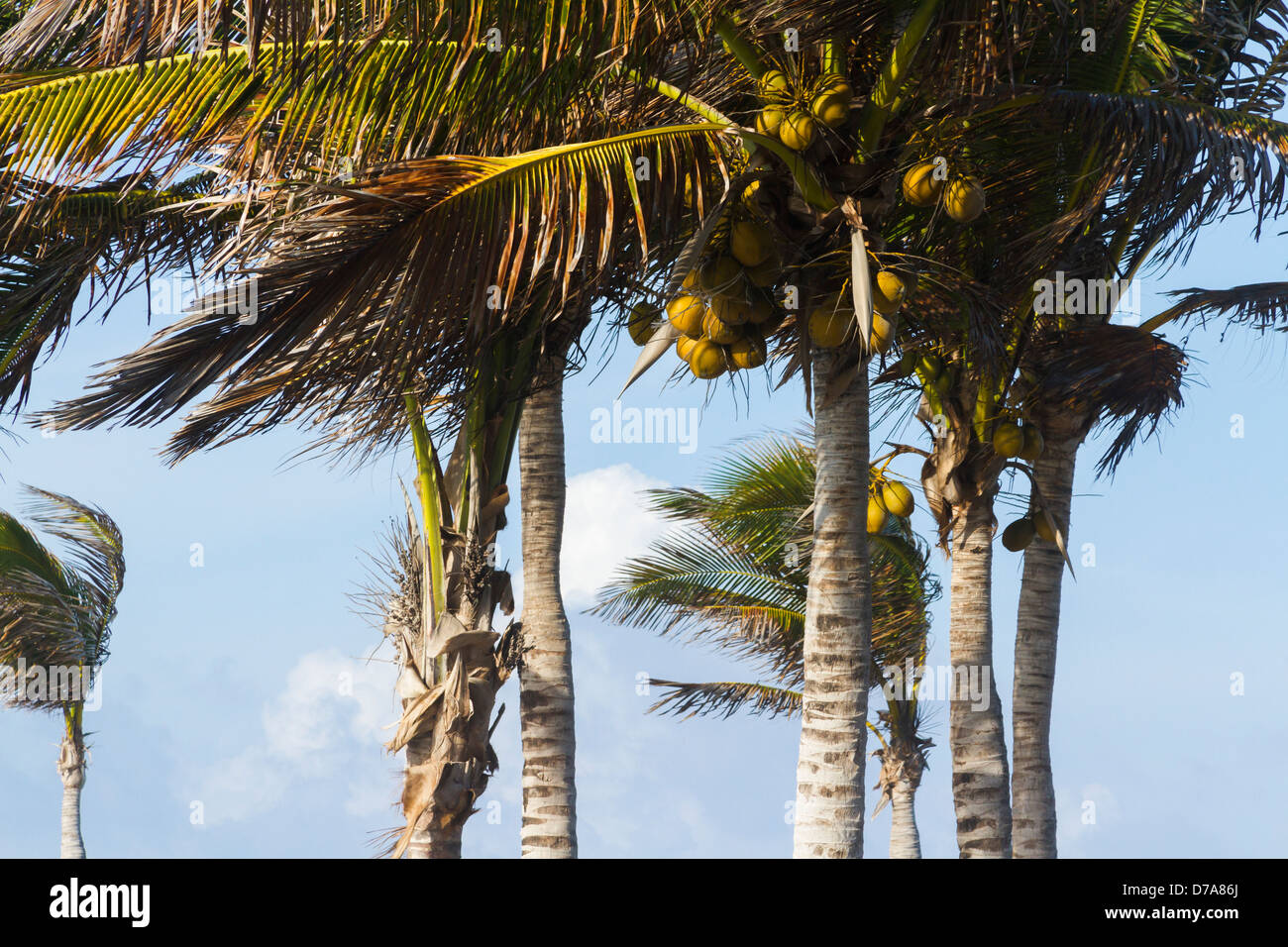 Coconut trees in tropical climate Stock Photo - Alamy