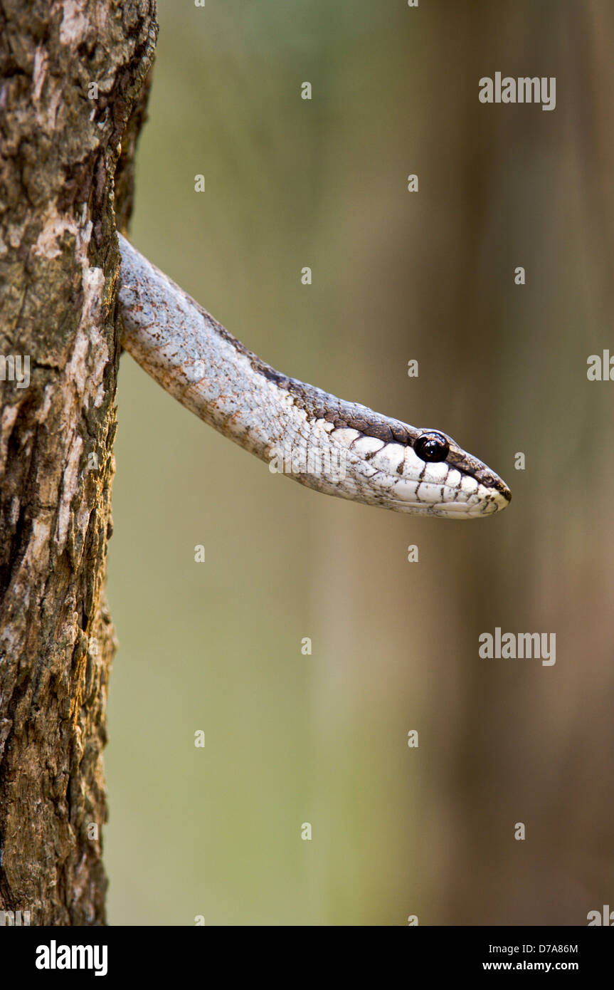 Endemic colubrid snake Ithycyphus goudoti non-Venomous emerging tree ...