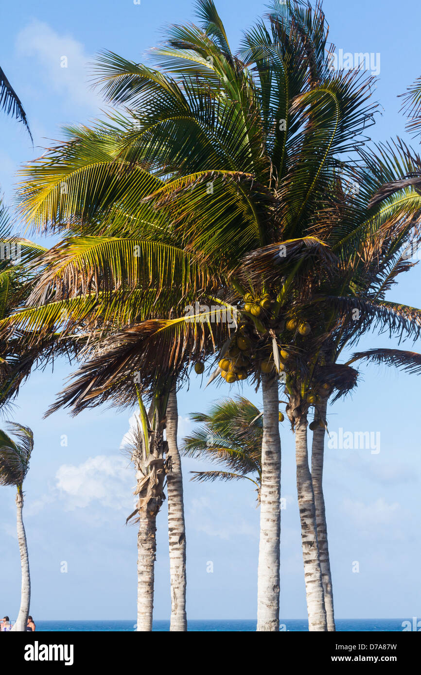 Coconut trees in tropical climate Stock Photo - Alamy