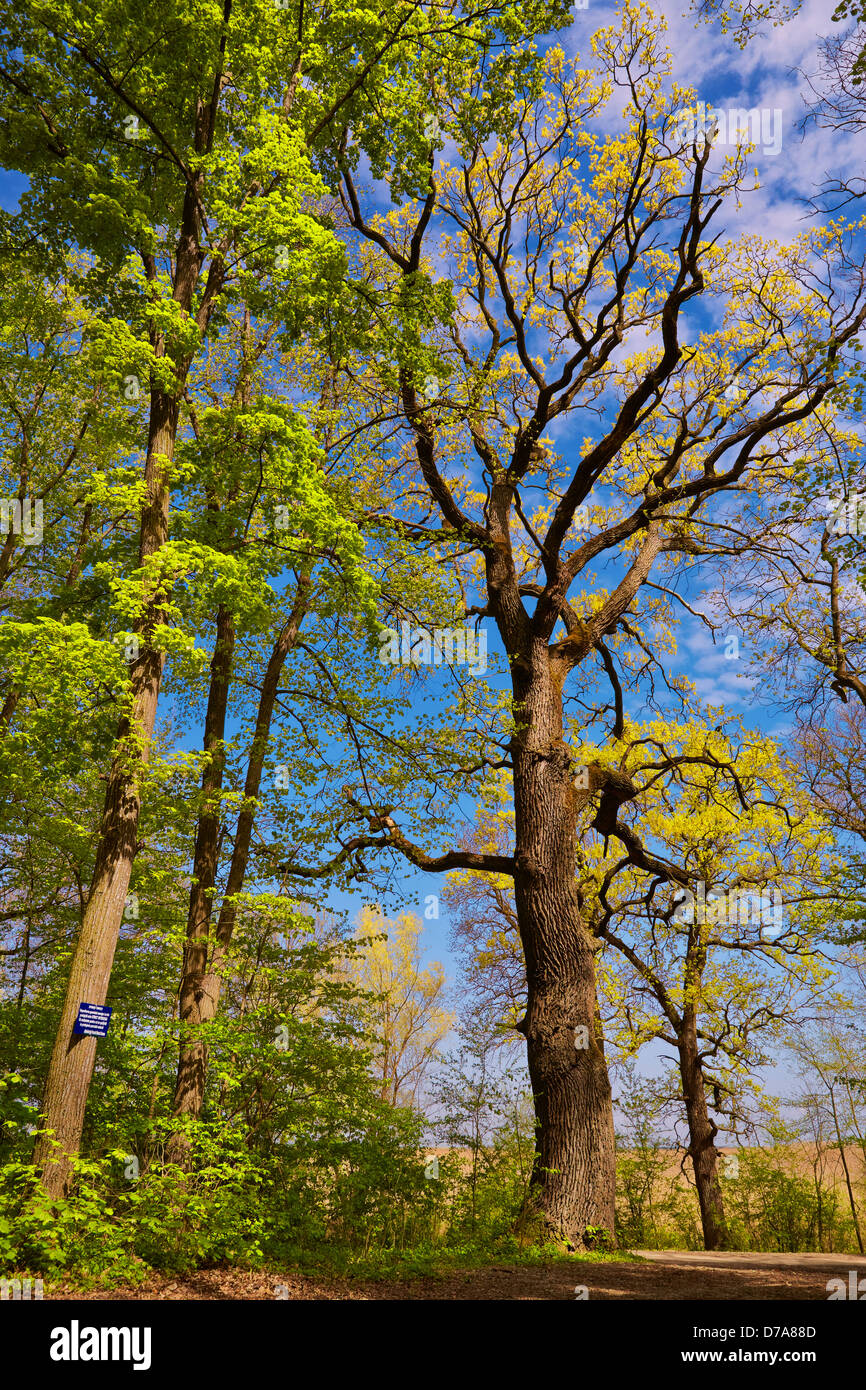 Deciduous forest trees in spring time Stock Photo - Alamy