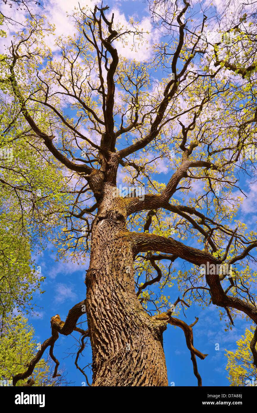 Canopy forest low angle trunk hi-res stock photography and images - Alamy